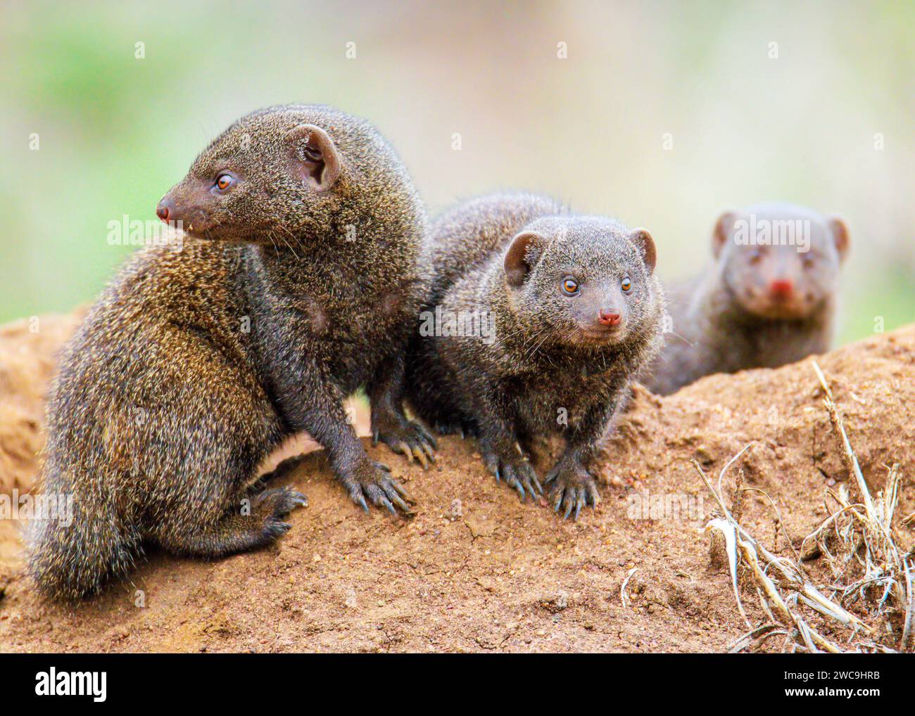 Dwarf Mongoose Kruger National Park South Africa Stock Photo - Alamy