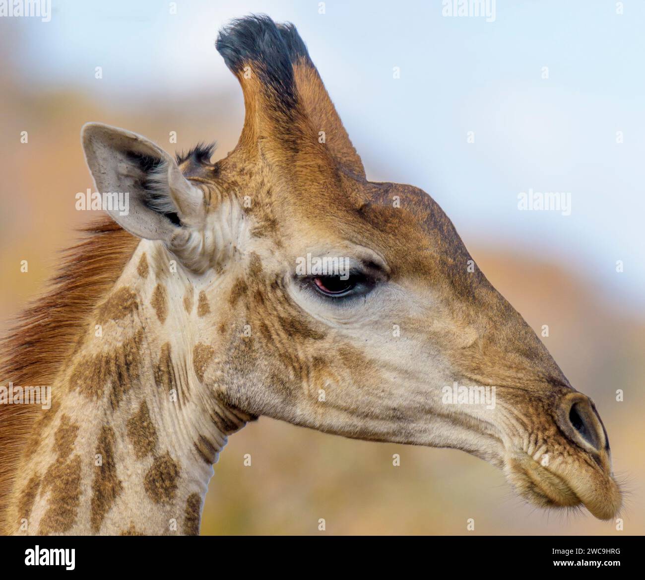 Five vertebrae hi-res stock photography and images - Alamy