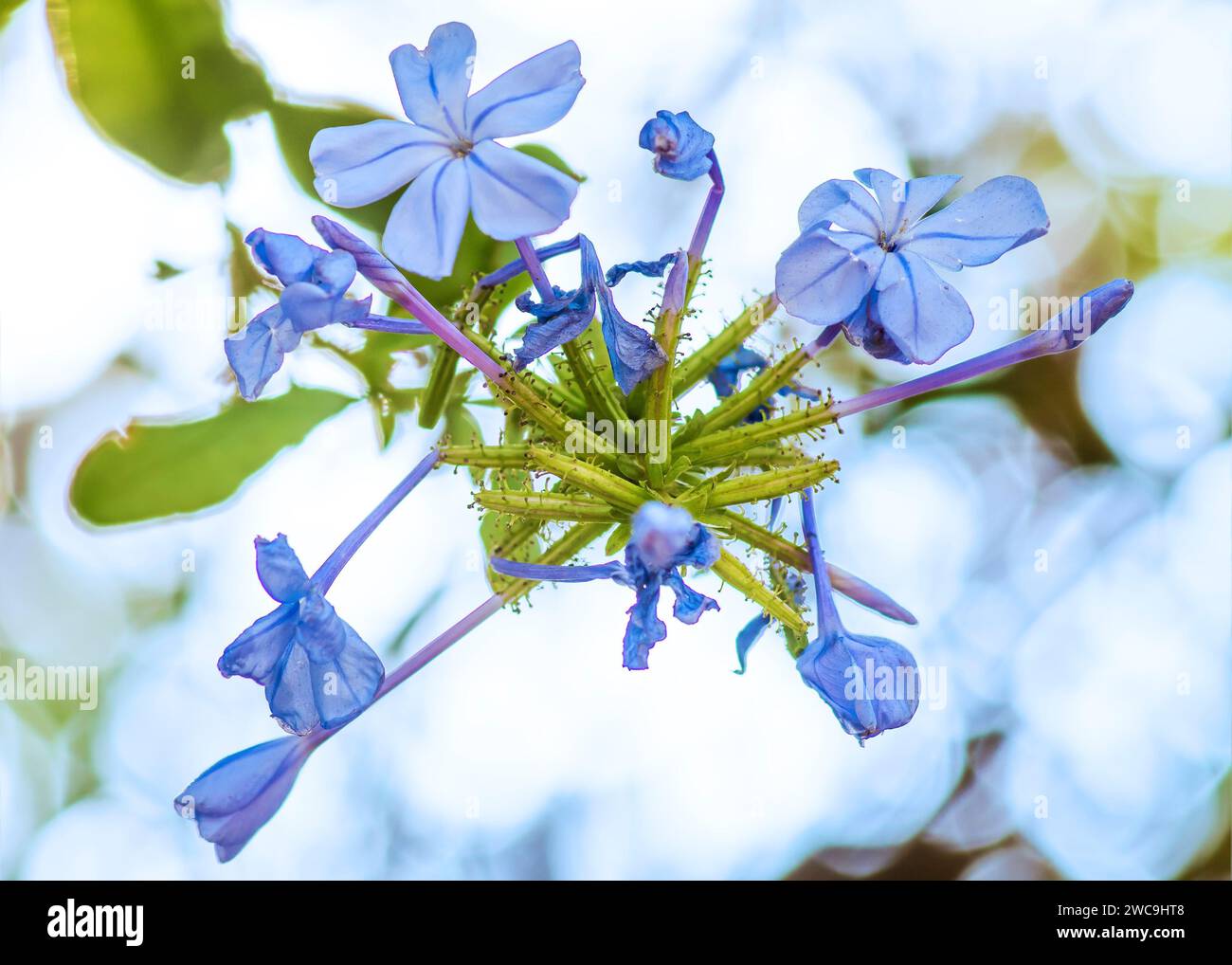 Namibia flowers hi-res stock photography and images - Alamy