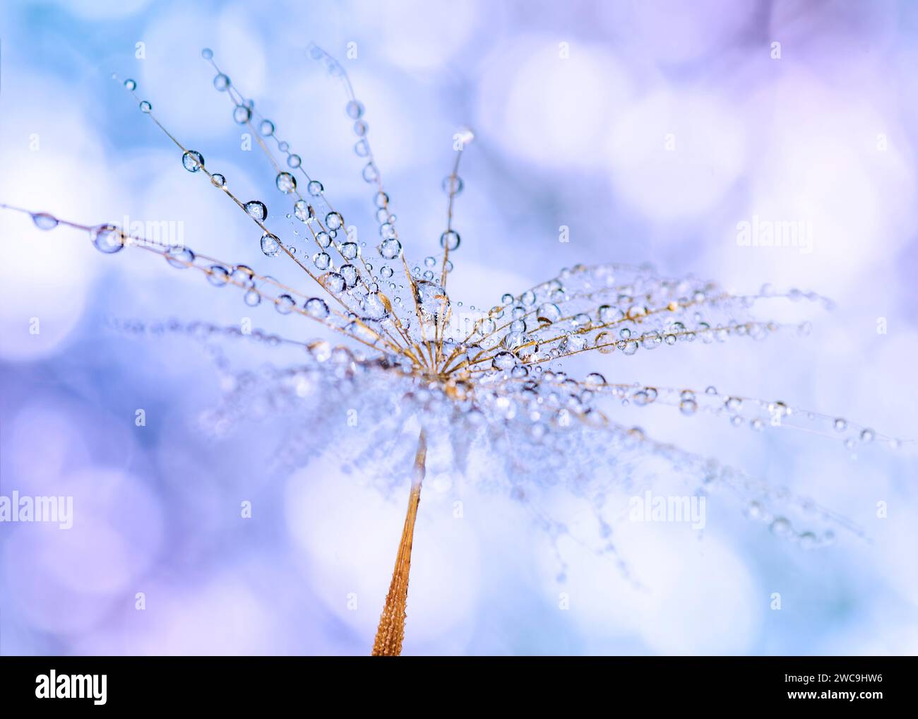 Dandelion Water Drops Stock Photo - Alamy