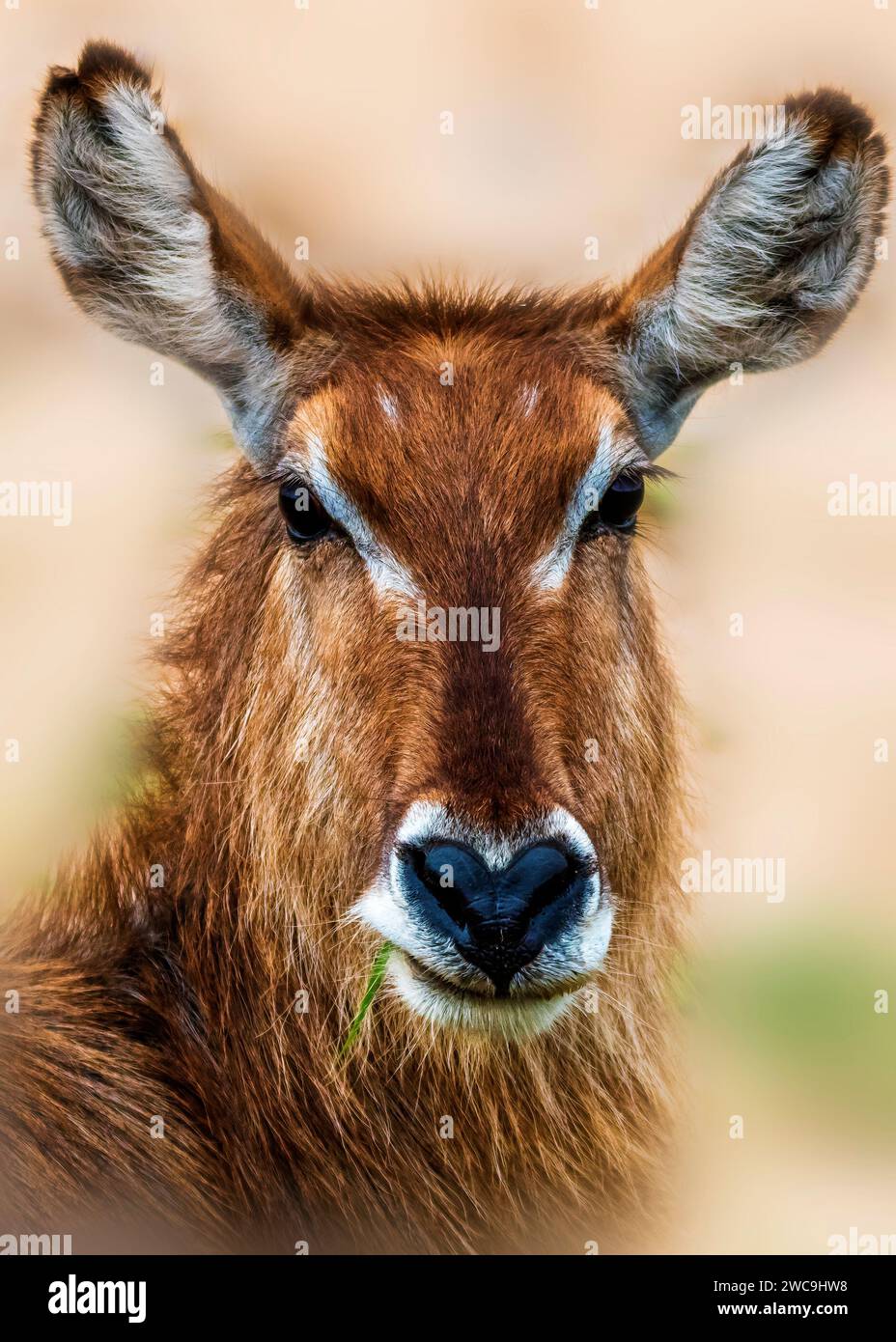 Waterbuck kruger national park hi-res stock photography and images - Alamy