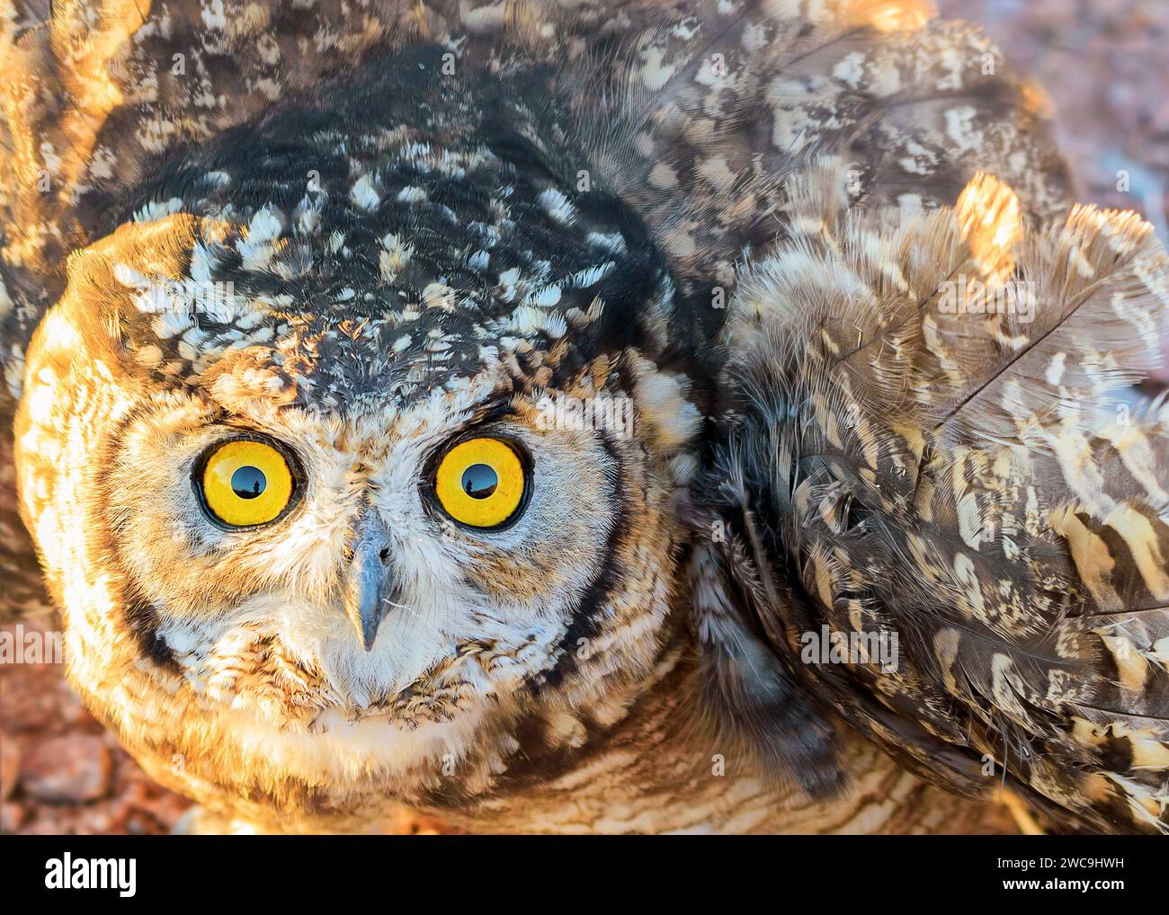 Namibia spotted eagle owl hi-res stock photography and images - Alamy