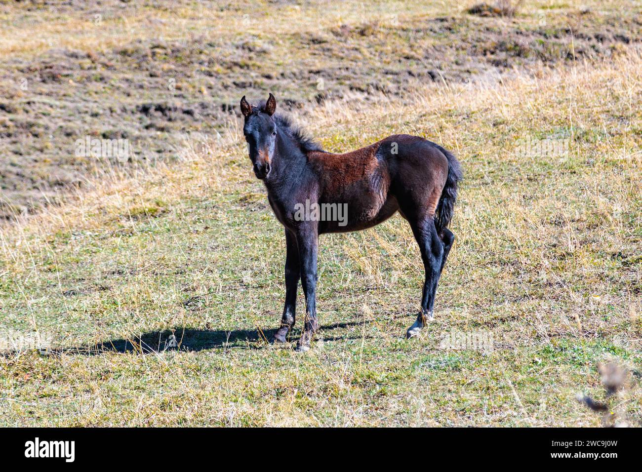 Imposing wild horses surrounded by mountain beauty, express the wild ...