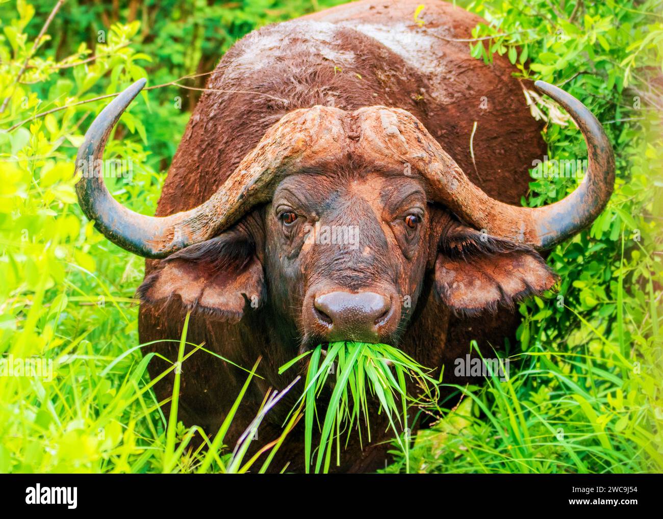 Buffalo teeth hi-res stock photography and images - Alamy
