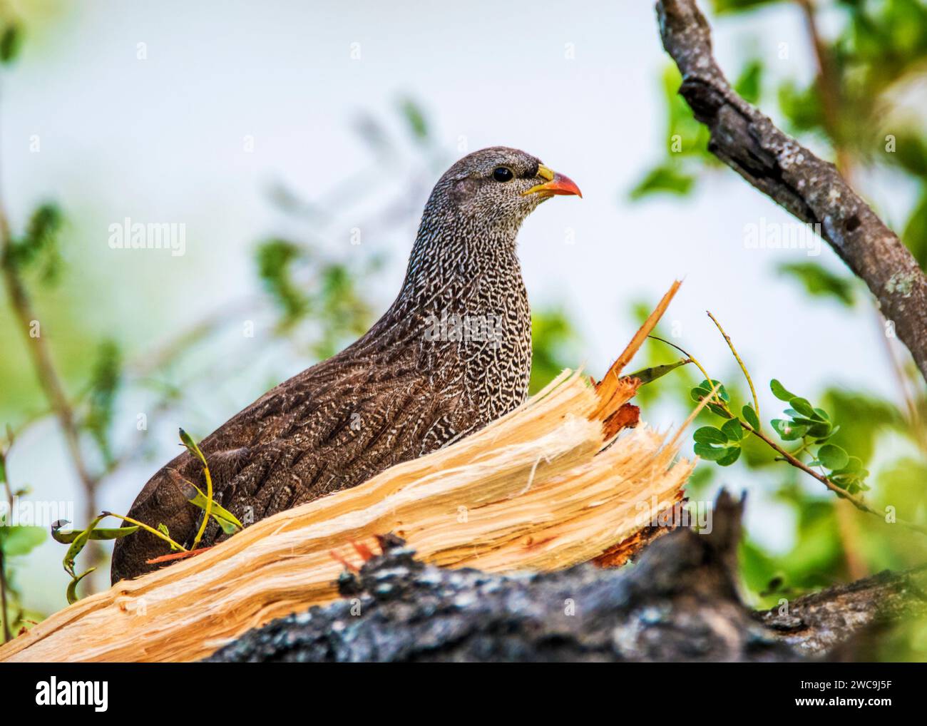 Natal Pheasant Kruger National Park South Africa Stock Photo - Alamy