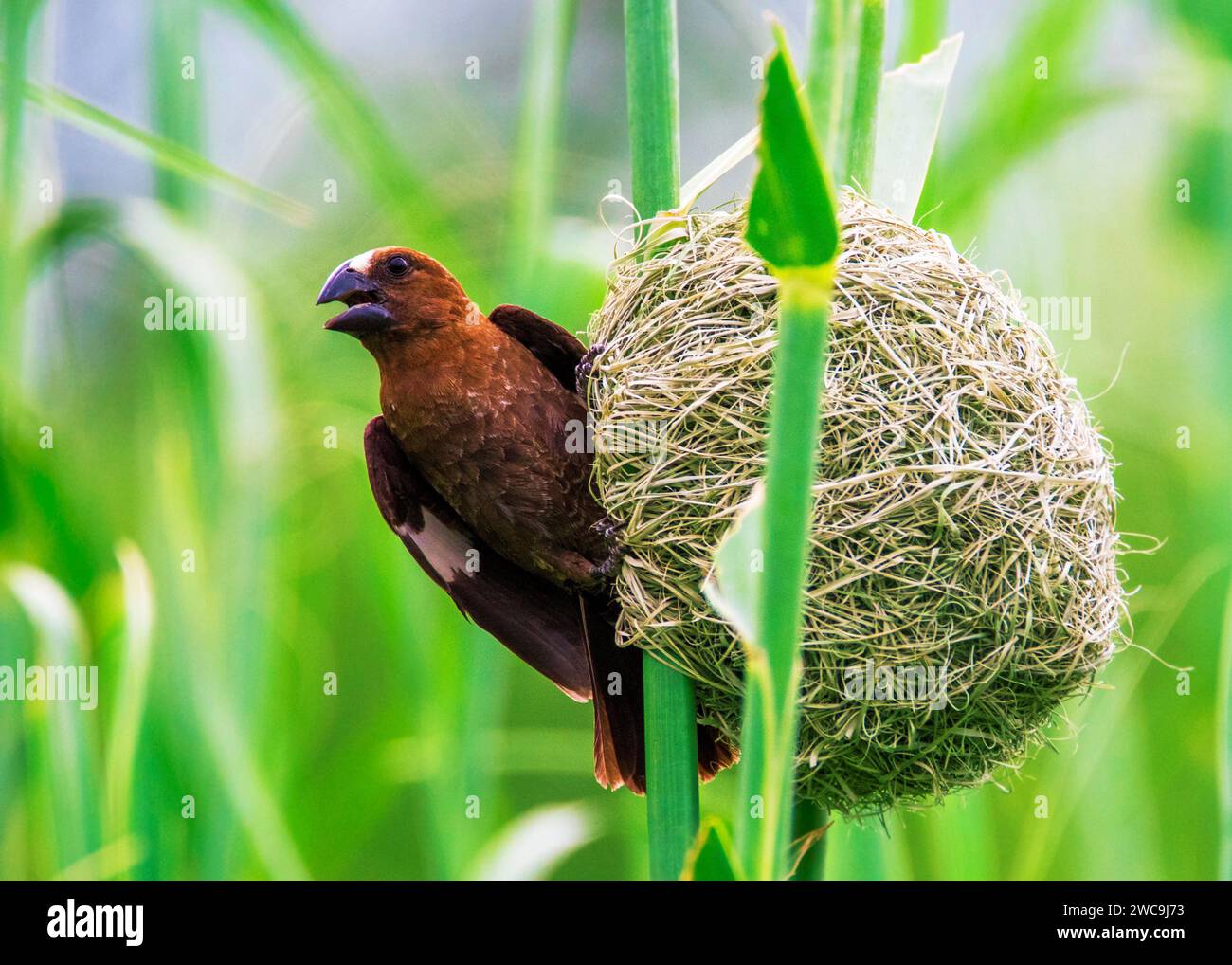 South Africa Kruger National Park Thick Billed Weaver Stock Photo - Alamy