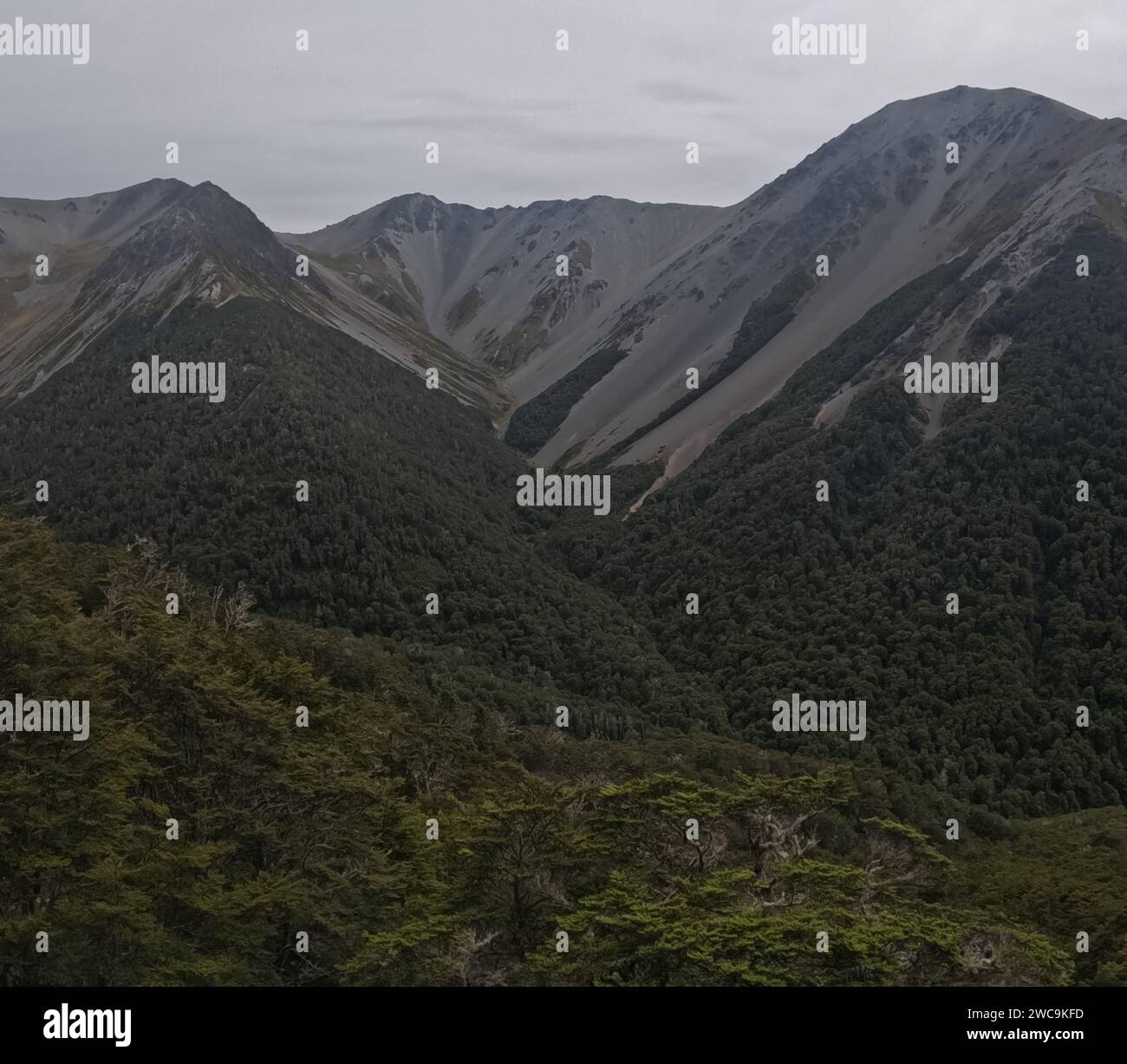 Craigieburn Forest Park extends from the Waimakariri River to the ...