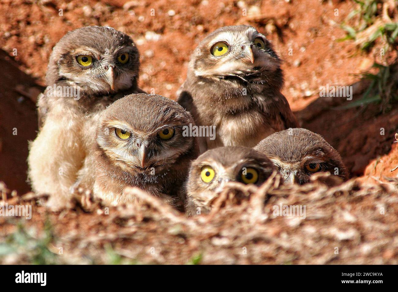 A family of burrowing owls inside their burrow Stock Photo - Alamy