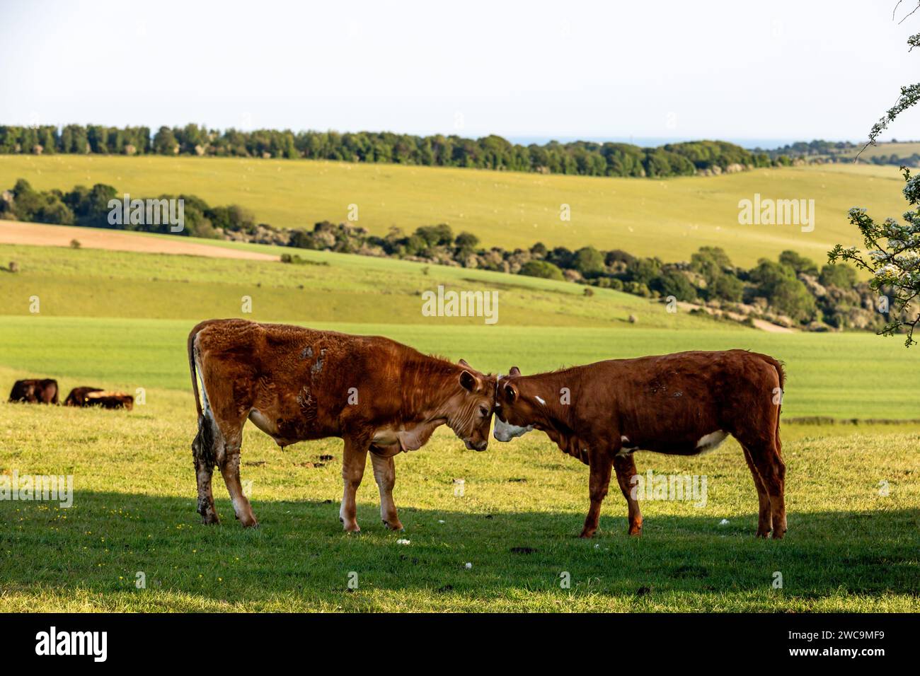 The bull ditchling hi-res stock photography and images - Alamy