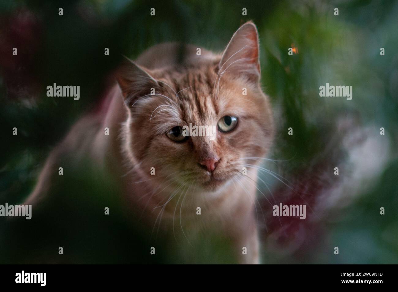 Closeup of a worried, adult ginger cat head and face staring with big yellow eyes through a ...