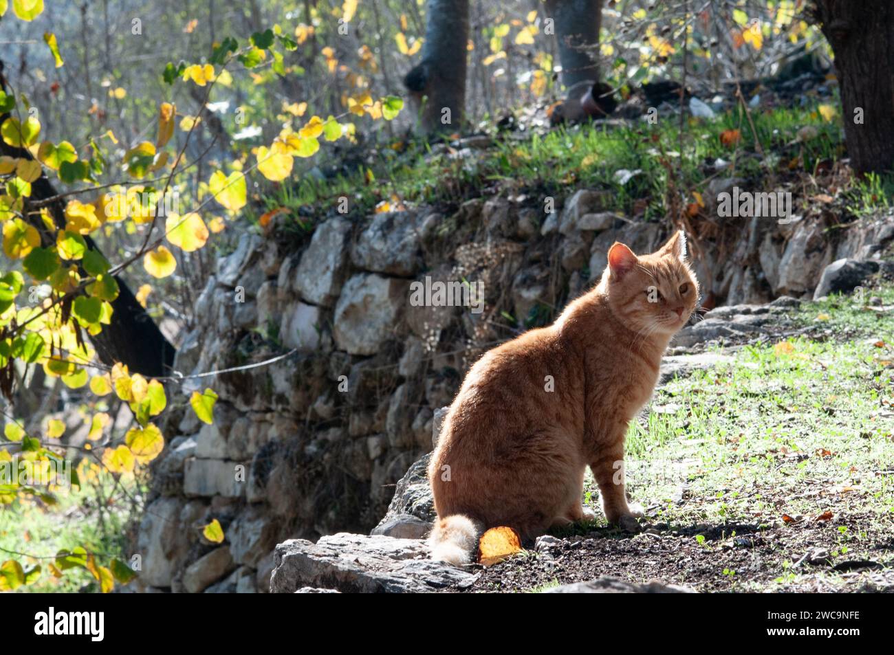 Adult, ginger, feral cat with back turned away sitting on a grassy ...