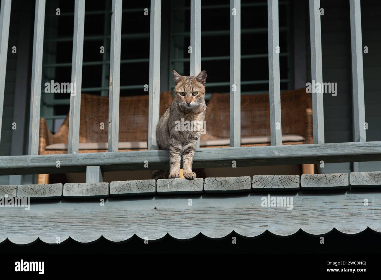 Low angle view of an adult, grey and brown feral cat poking its body ...