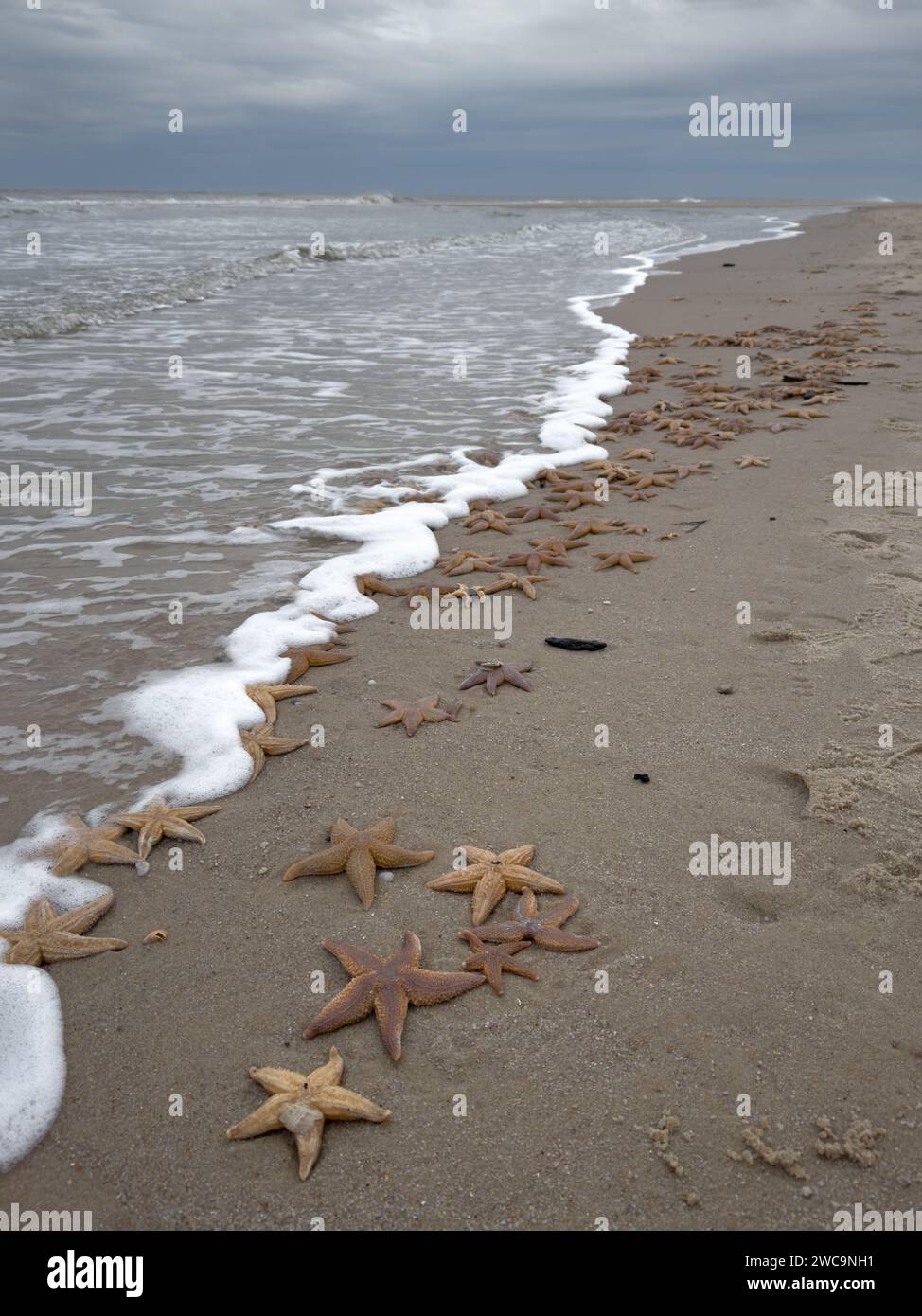 An abundance of vibrant starfish scattered across the sandy beach ...
