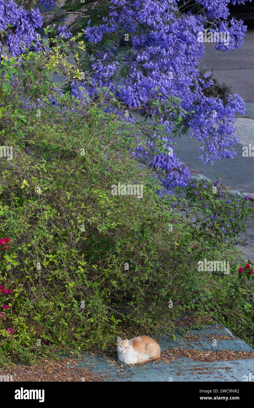 Isolated, orange and white tabby cat sitting in a bed of leaves beneath ...