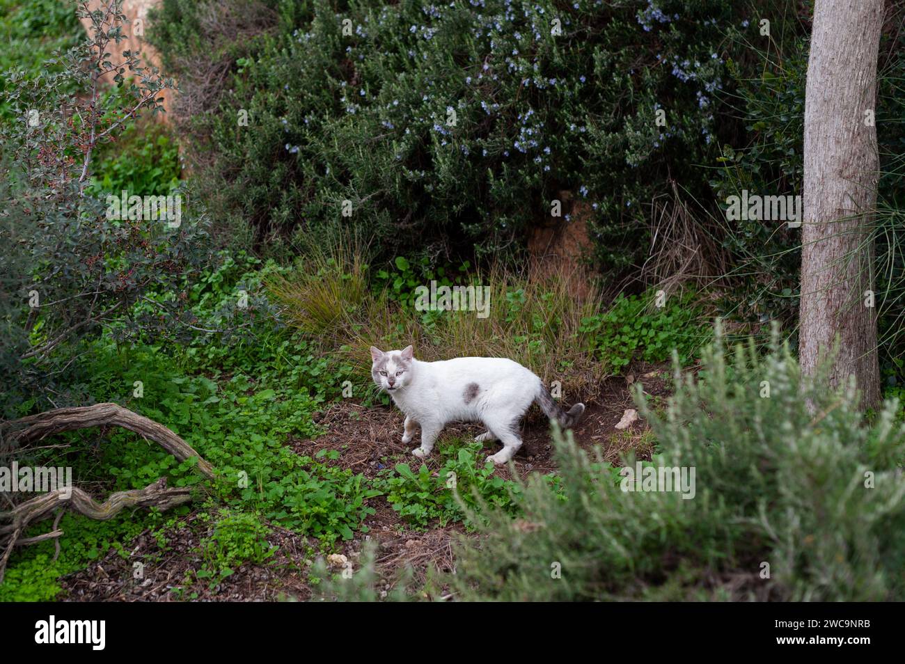 Isolated, white, adult cat with grey splotches of fur walks though an ...