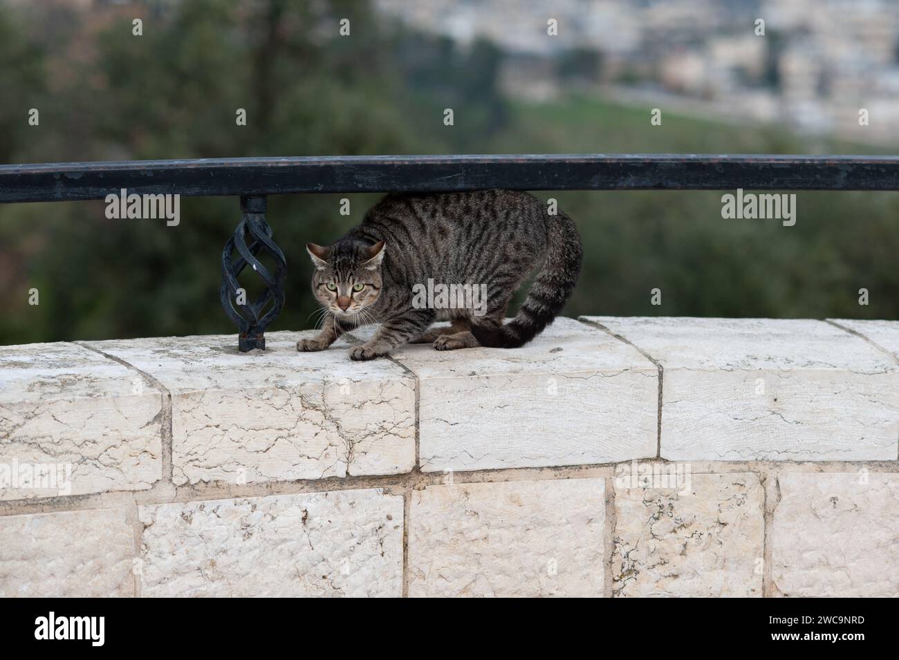 A black and grey, tiger stripe, feral street cat arches its back and ...