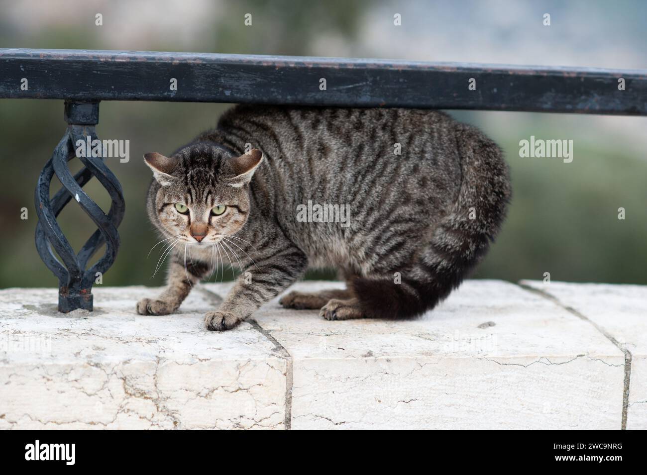 A black and grey, tiger stripe, feral street cat arches its back and ...