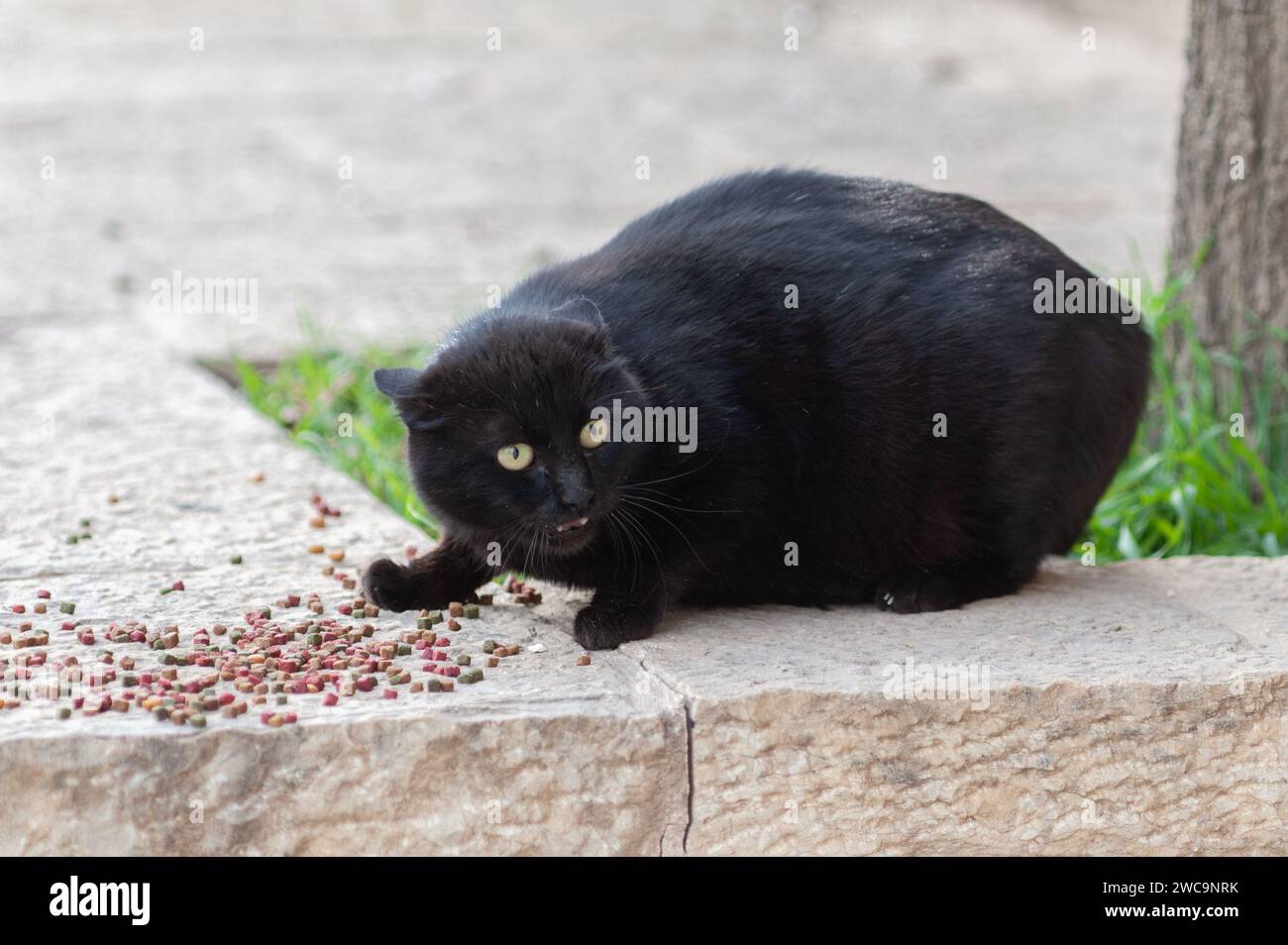 Feral, black, Jerusalem street cat with angry face and ears pinned back ...