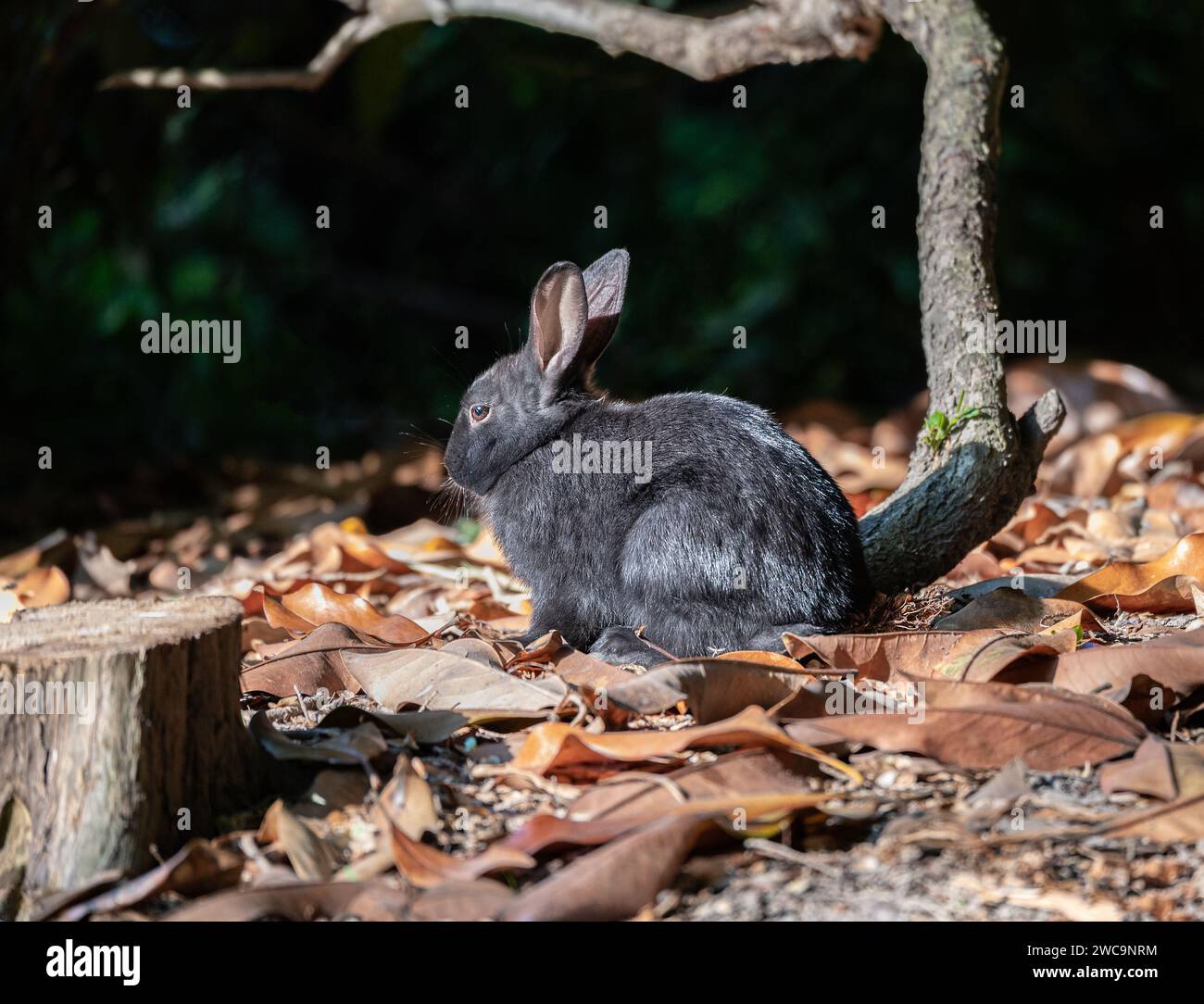 Minora park hi-res stock photography and images - Alamy