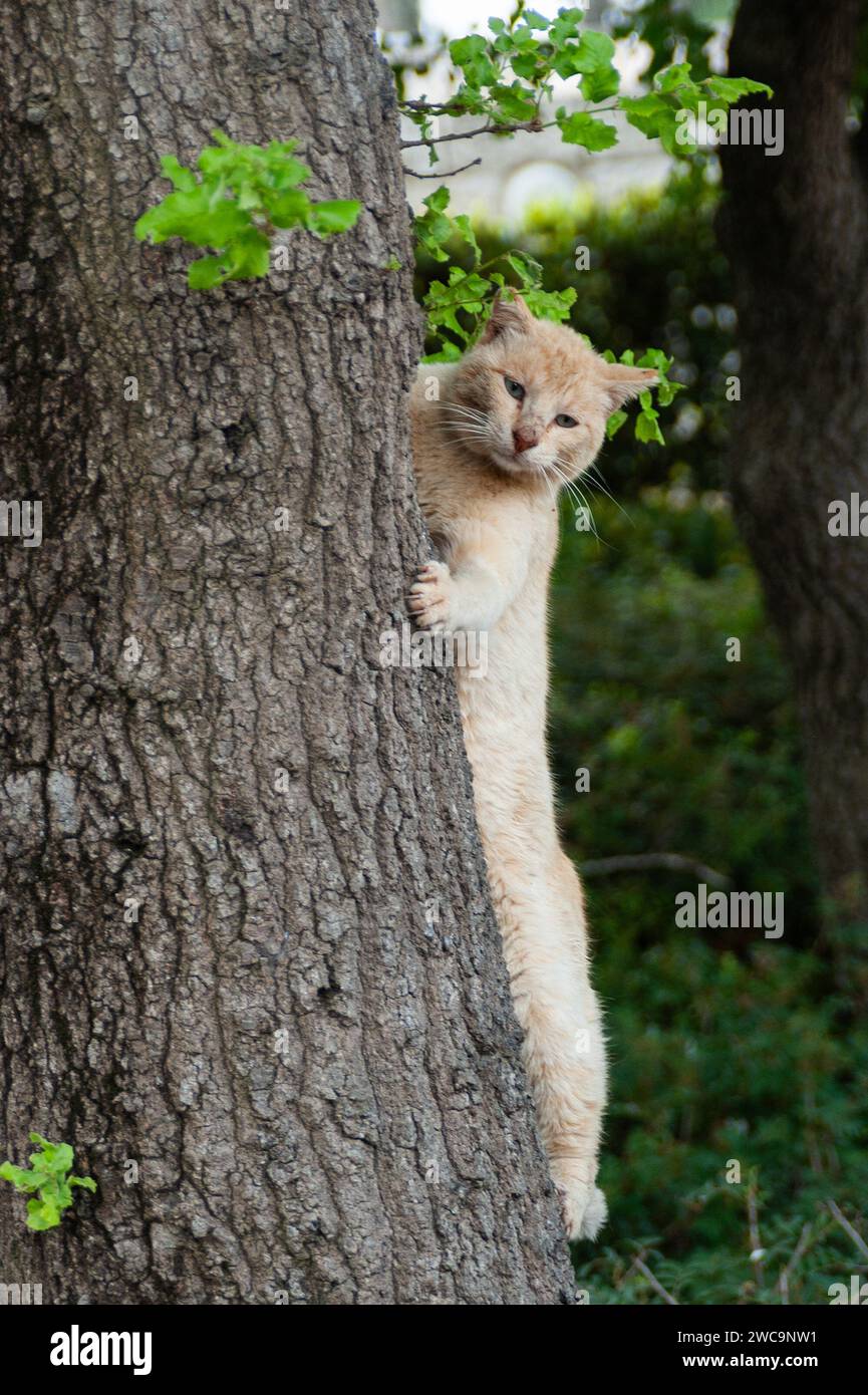 Tiger claw tree hi-res stock photography and images - Alamy