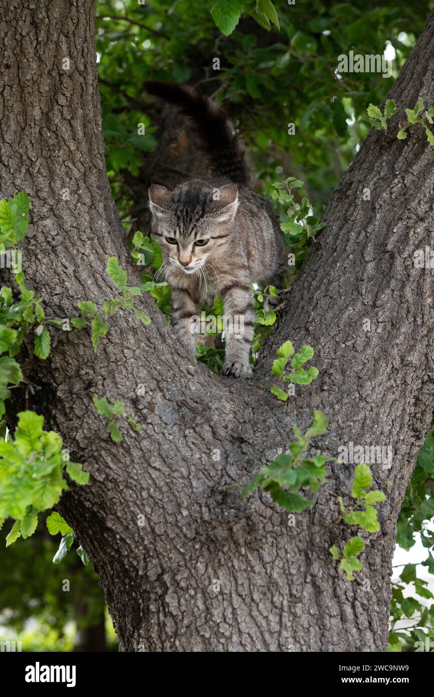 A young, grey and black, tiger stripe feral cat climbs to safety on a ...