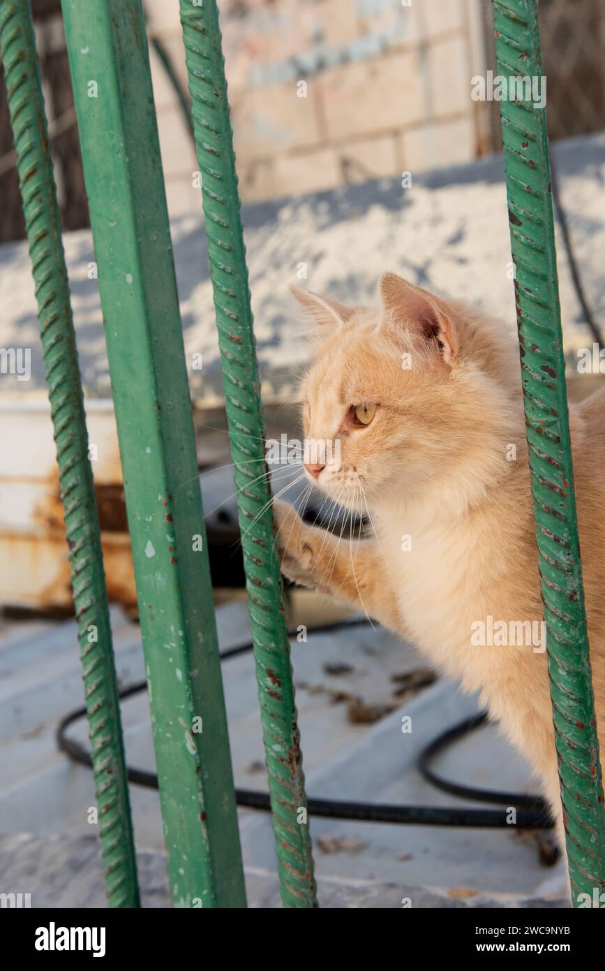 Fluffy, orange and white, feral street cat hiding behind a green, steel ...