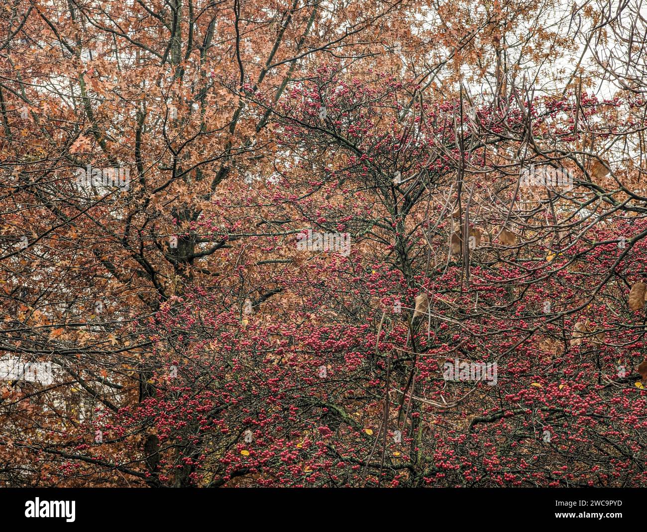 Dense vegetation trees foliage branches hi-res stock photography and ...
