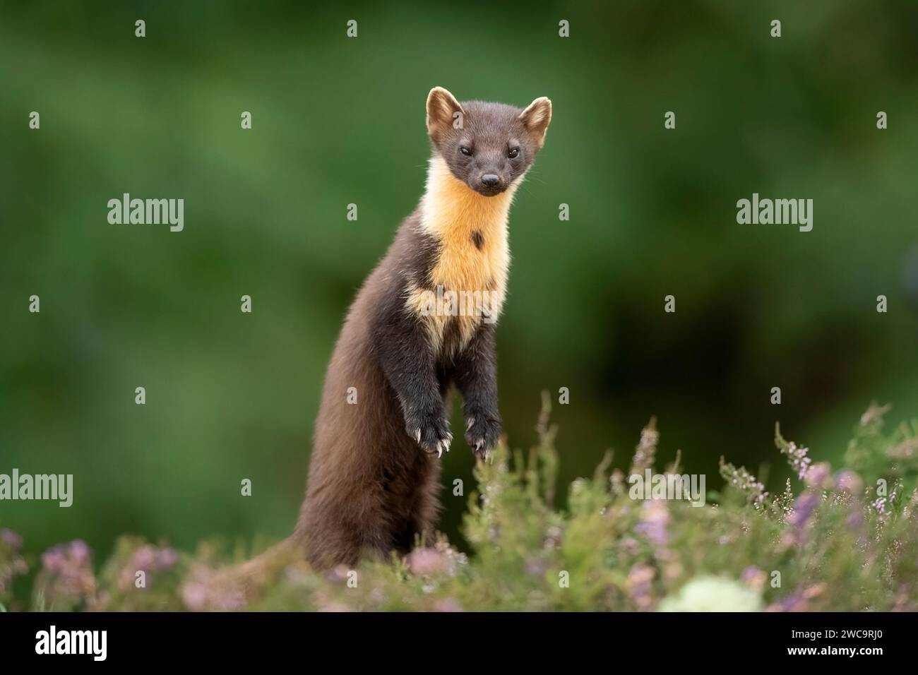Elusive woodland animal. UK AN ADORABLE pine marten was captured ...