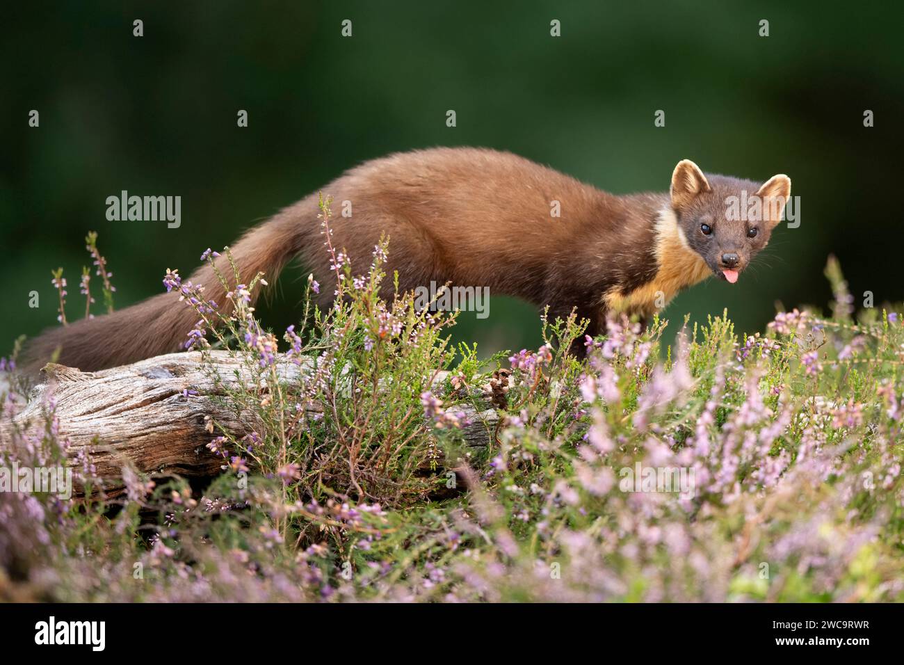 Cheeky Pine Marten UK AN ADORABLE pine marten was captured blowing a ...