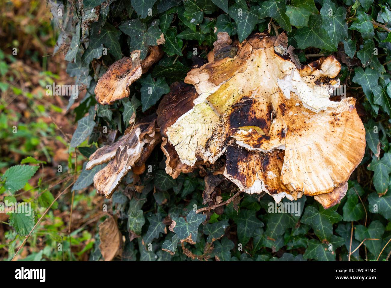 Meripilus giganteus fungi in forest Stock Photo - Alamy