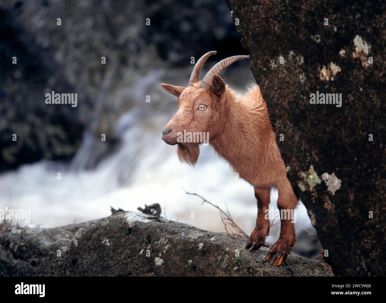 Hiding behind rocks hi-res stock photography and images - Alamy