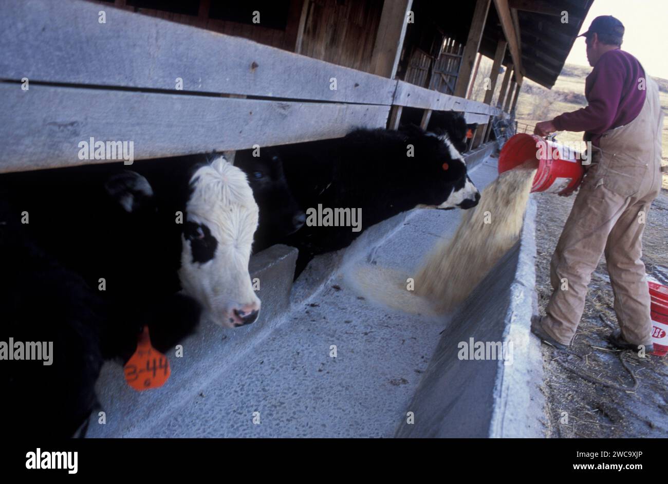 Feeding the beef cattle Stock Photo - Alamy