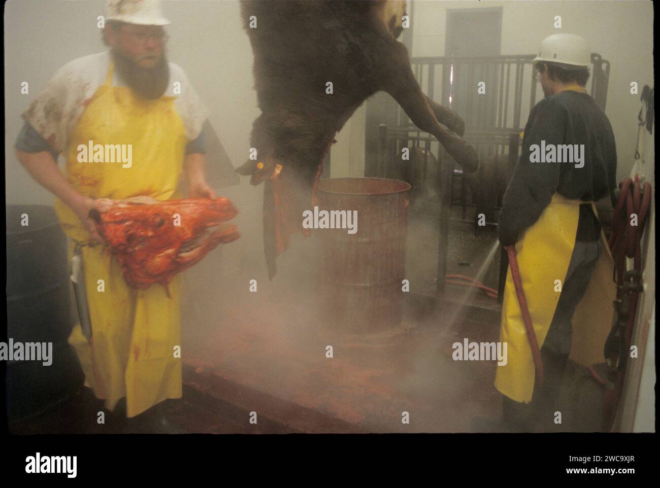 Carcass inspection hi-res stock photography and images - Alamy