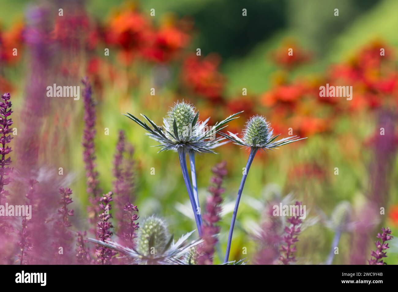 Eryngium Sea Holly, the blue of the stems & flowers framed against a ...