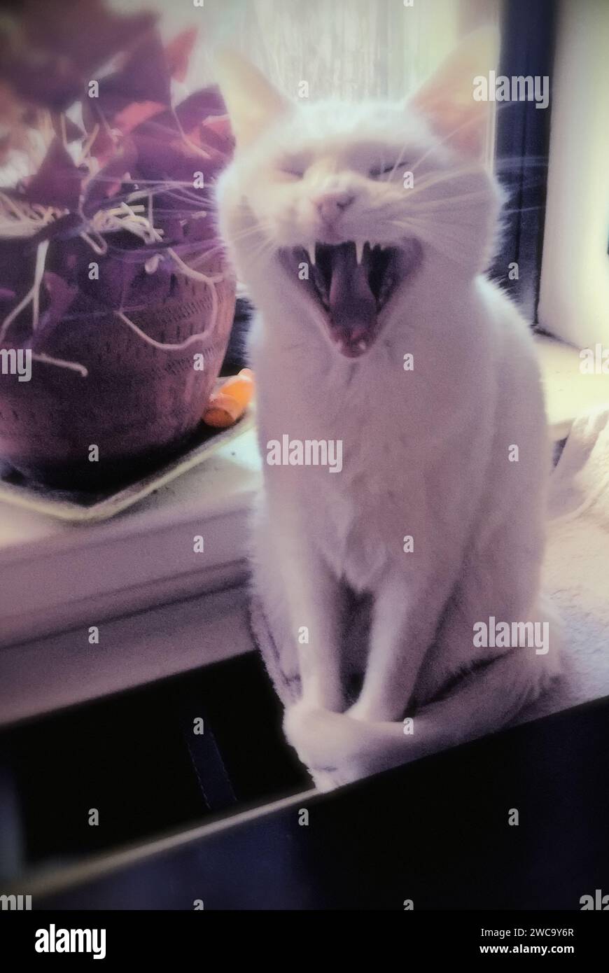 Felidae yawn hi-res stock photography and images - Alamy