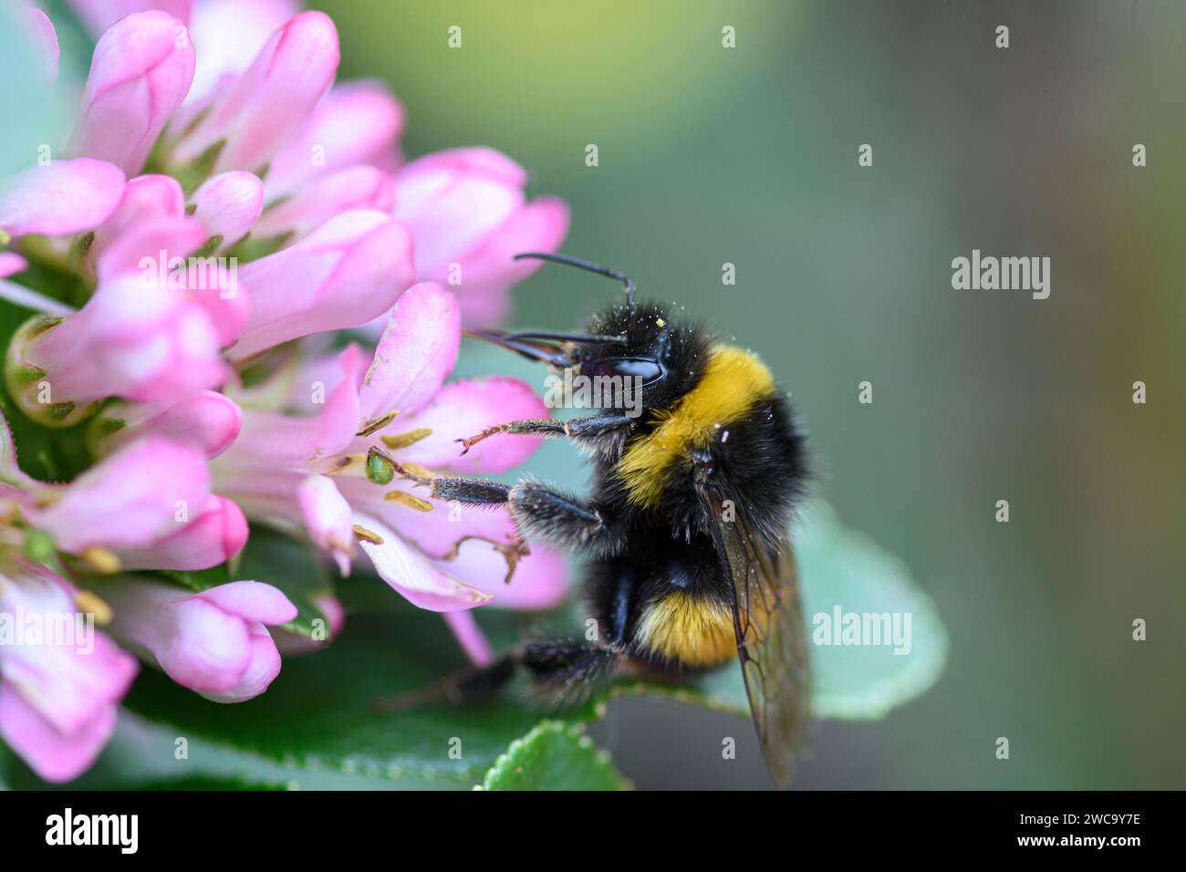 Bumble bee Bombus Terrestris, buff-tailed bumble bee, feeding on ...