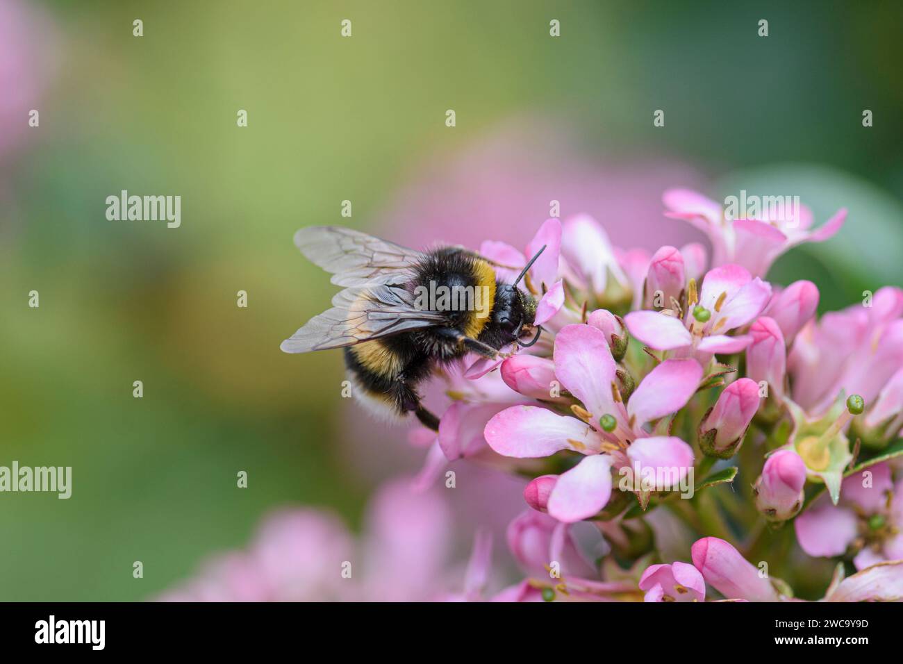 Bumble bee Bombus Terrestris, buff-tailed bumble bee, feeding on ...