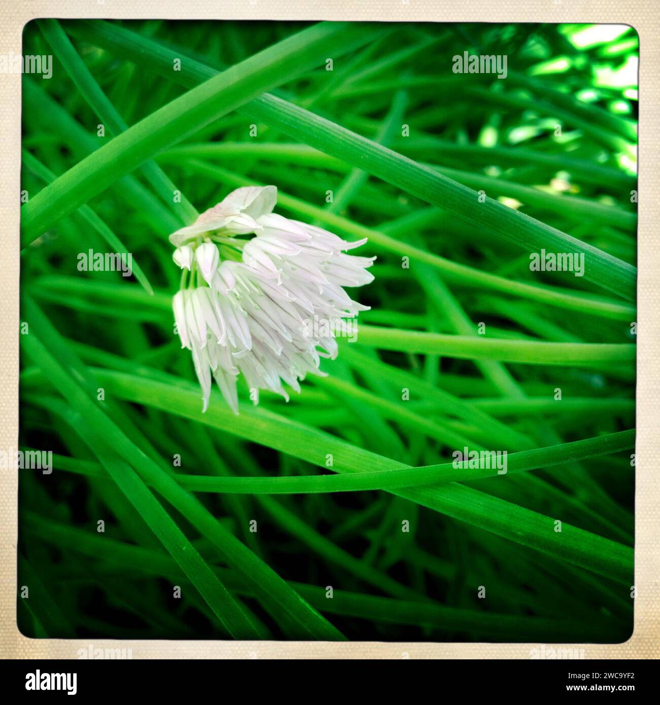 Green chive plant hi-res stock photography and images - Alamy