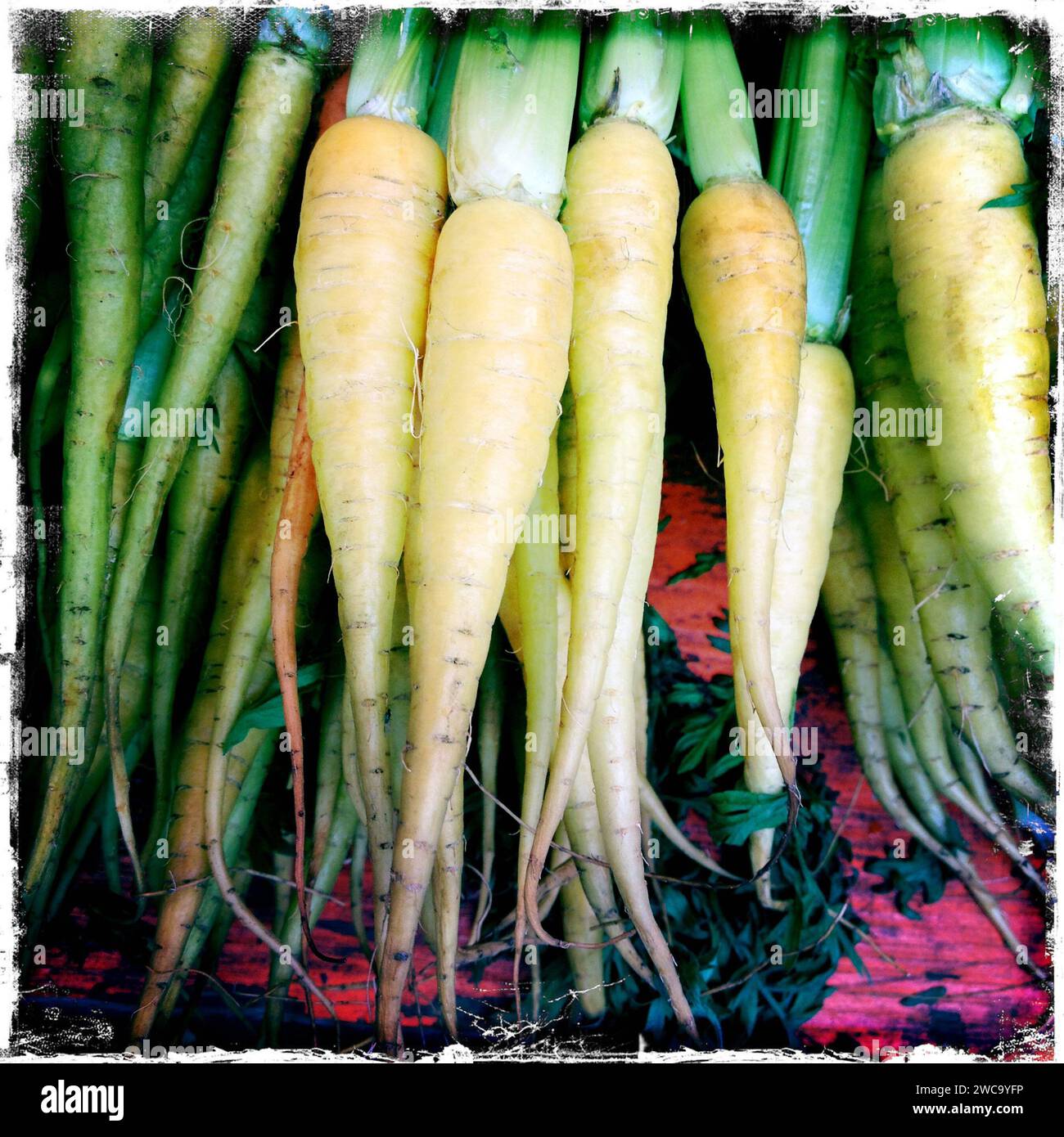 Farm Fresh Yellow Carrots Stock Photo - Alamy