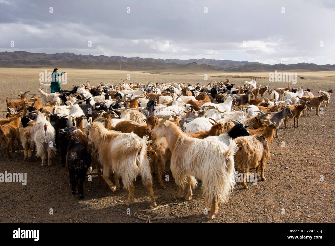 Mongolian herders, Gobi Stock Photo - Alamy