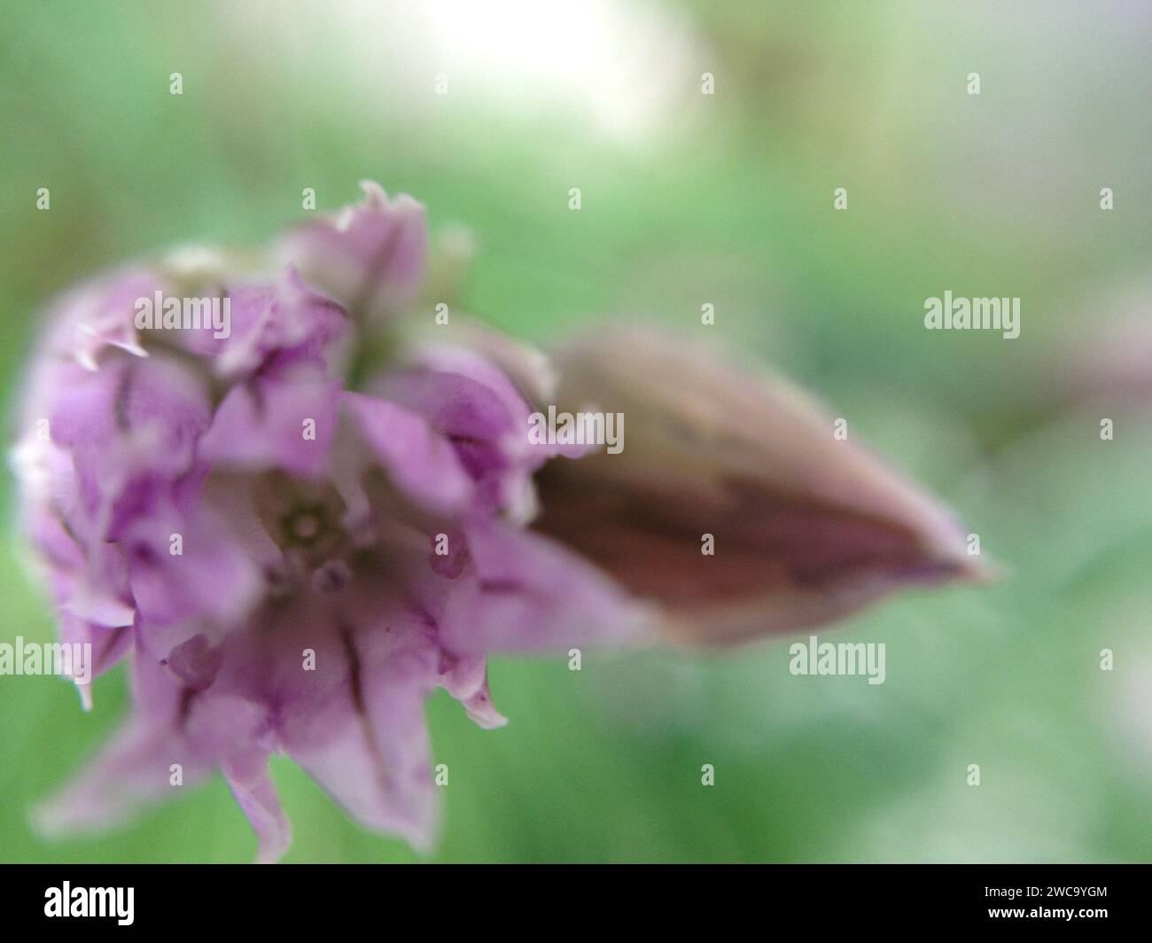 Lavender bud hi-res stock photography and images - Alamy