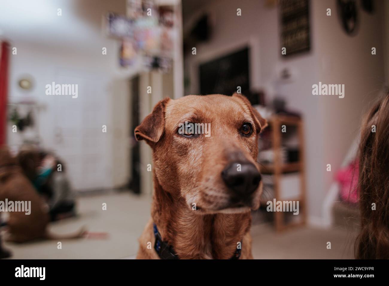 Canine family hi-res stock photography and images - Alamy