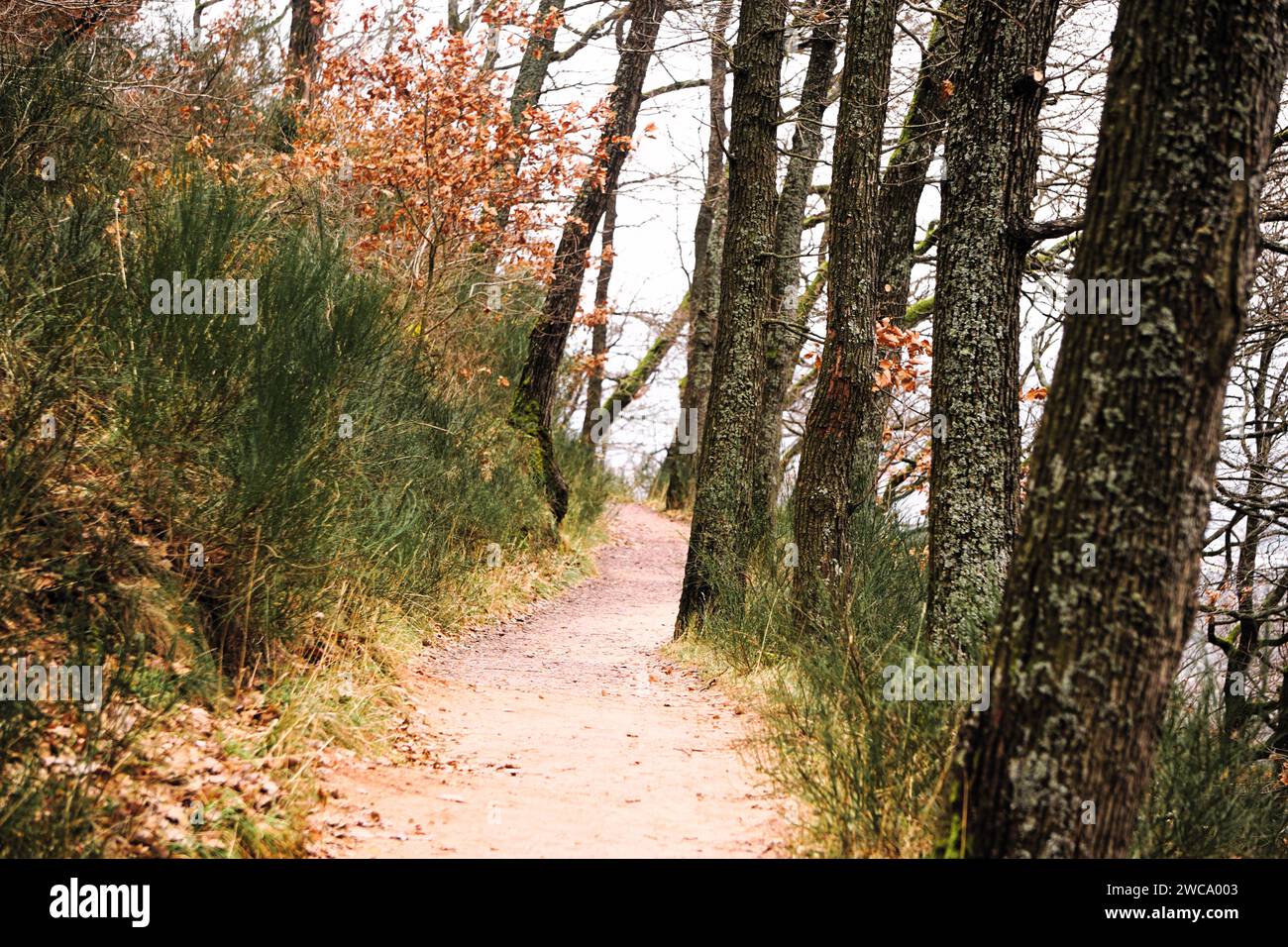 Vibrant pathway lined hi-res stock photography and images - Alamy