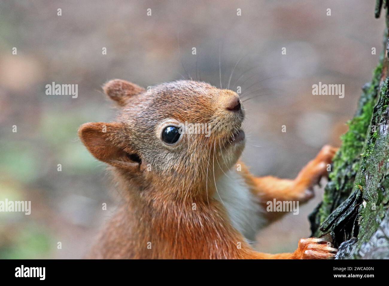 Red Squirrel. close up Stock Photo - Alamy