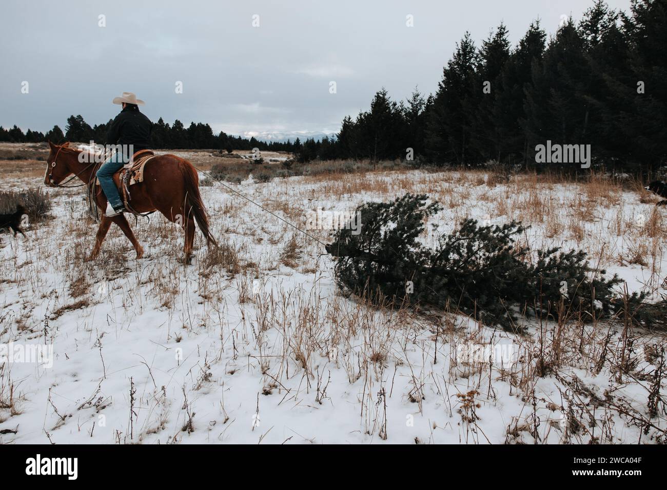 Cowboy riding horse pulling christmas hi-res stock photography and ...