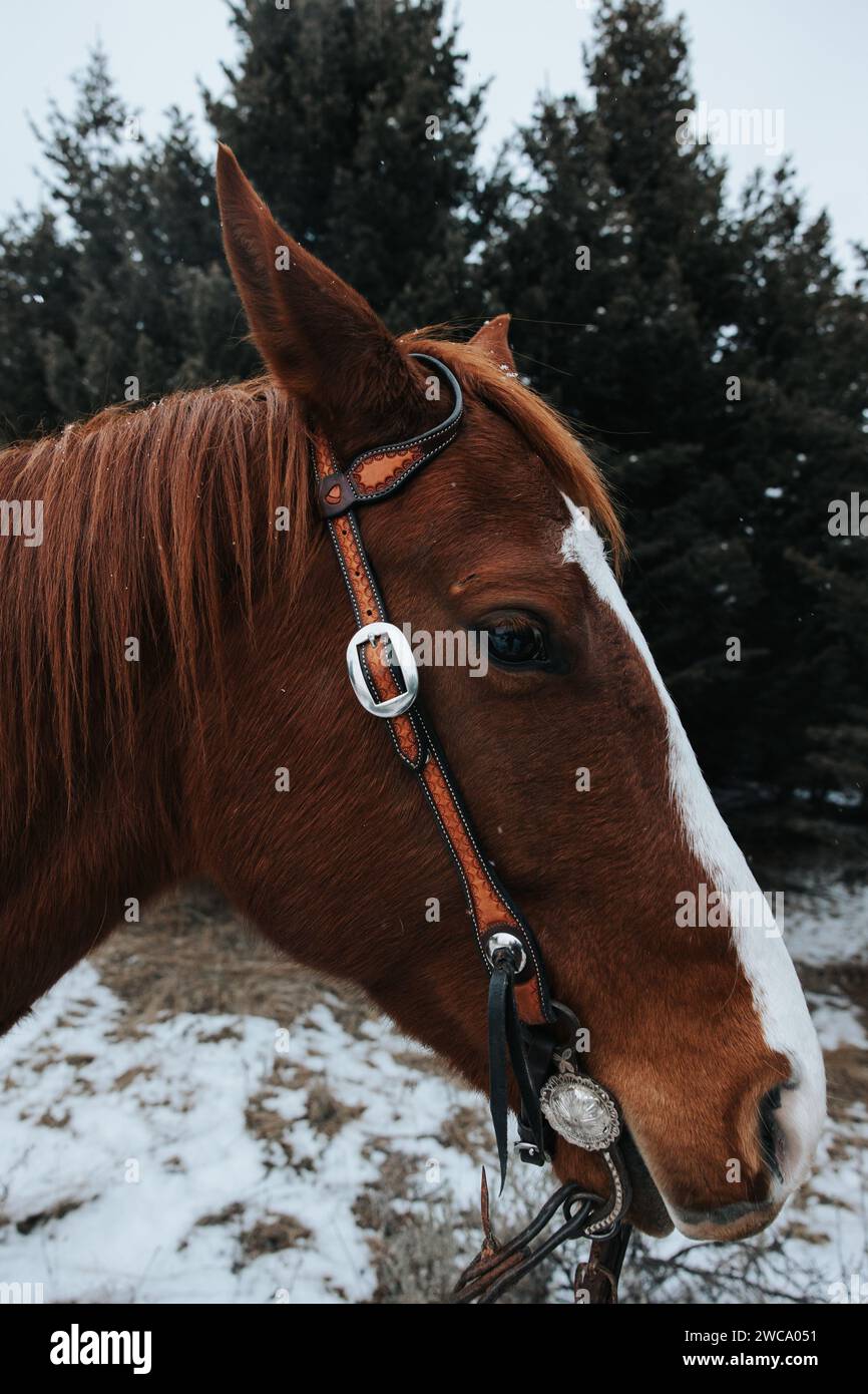Scenic horse ride hi-res stock photography and images - Alamy