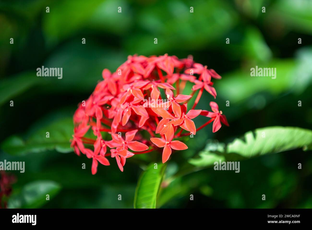 Ixora coccinea (also known as jungle geranium, flame of the woods or ...