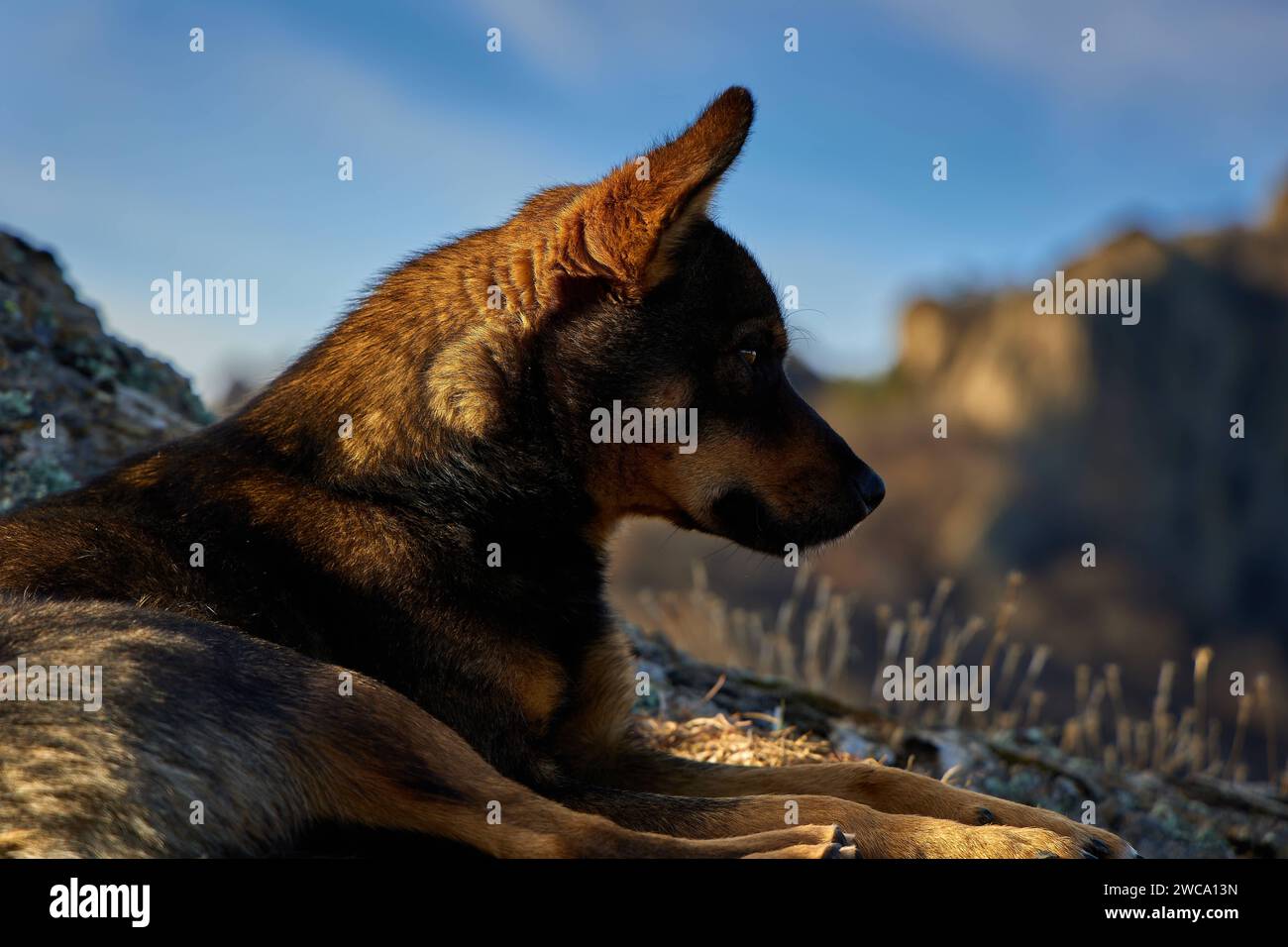 A dog lying on a rocky terrain, gazing into the distance. Birtvisi ...