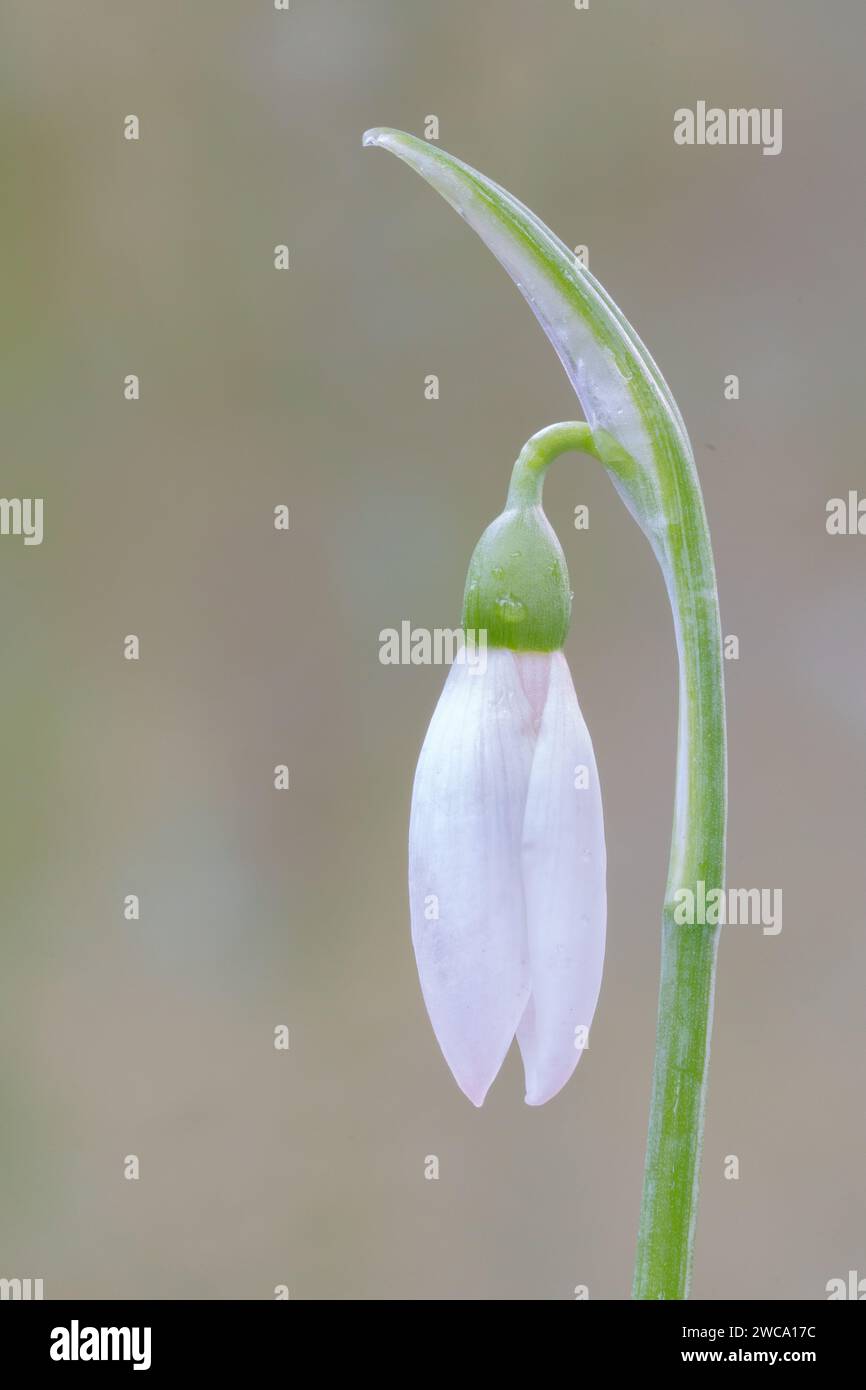 Snowdrop southampton old cemetery hi-res stock photography and images ...