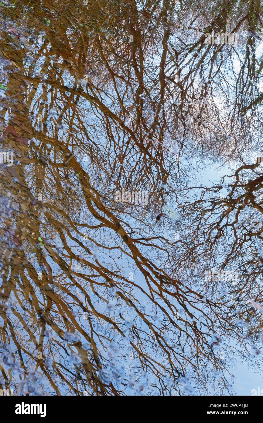 Trees reflected in a puddle on Southampton Common Stock Photo - Alamy